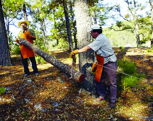 Durango Conserva Liderazgo Como Reserva Forestal Del País El Siglo De