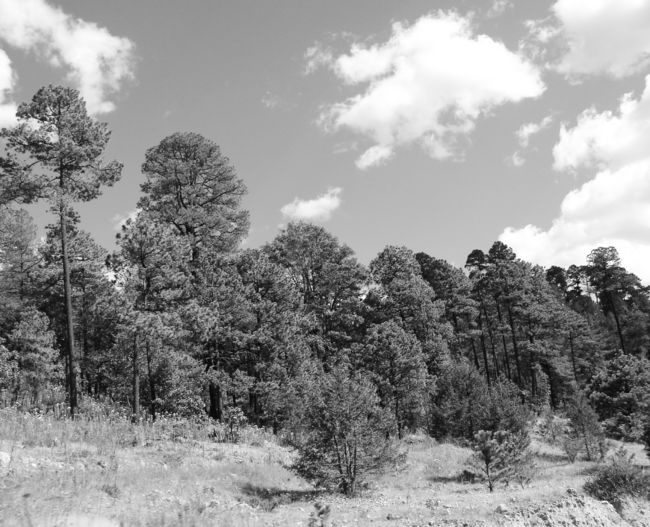 Durango Destaca En Materia Forestal El Siglo De Torreón