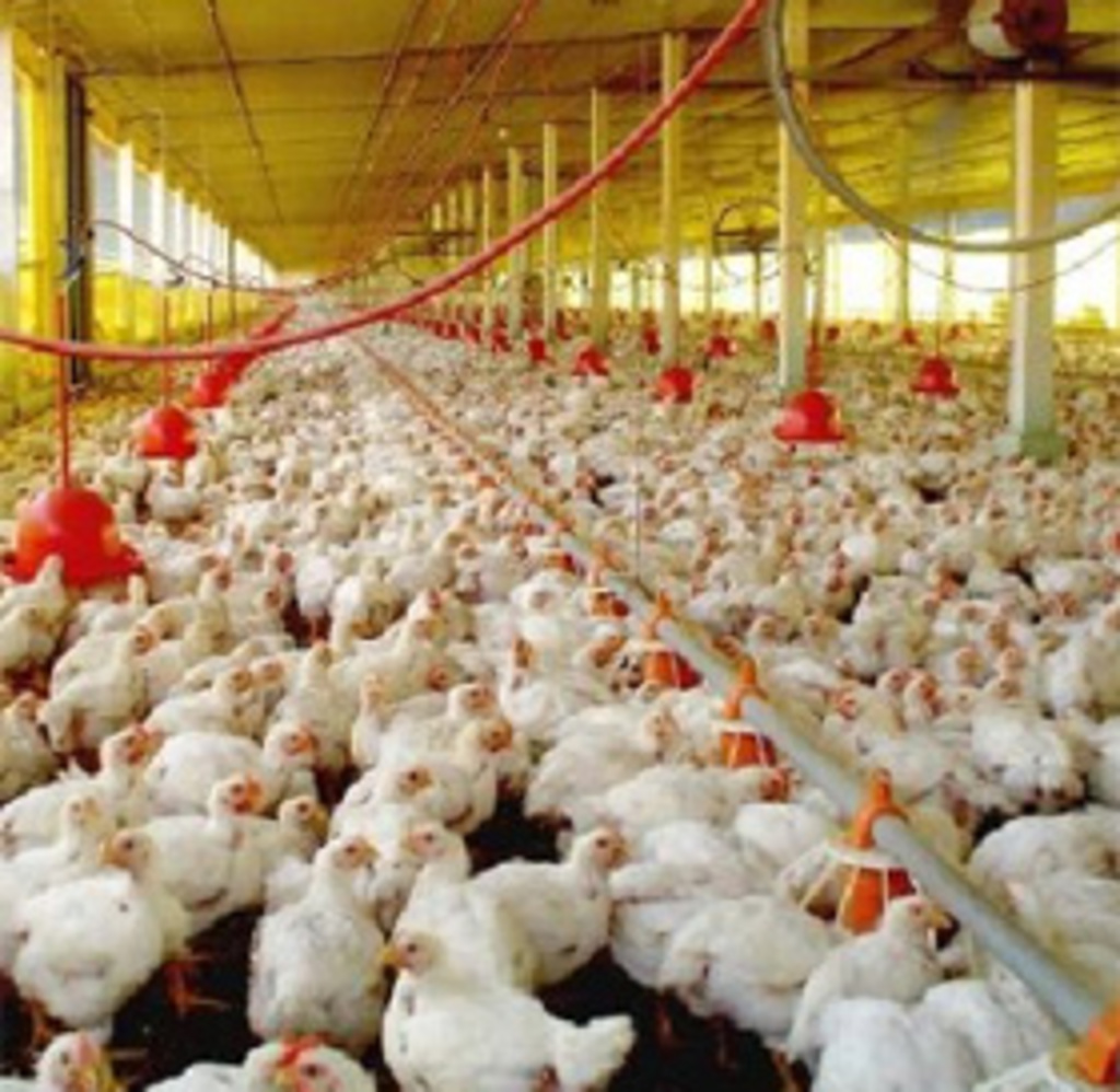 Produce estado más de 165 mil toneladas de pollo, El Siglo de Torreón Produce estado más de 165 mil toneladas de pollo, El Siglo de Torreón
